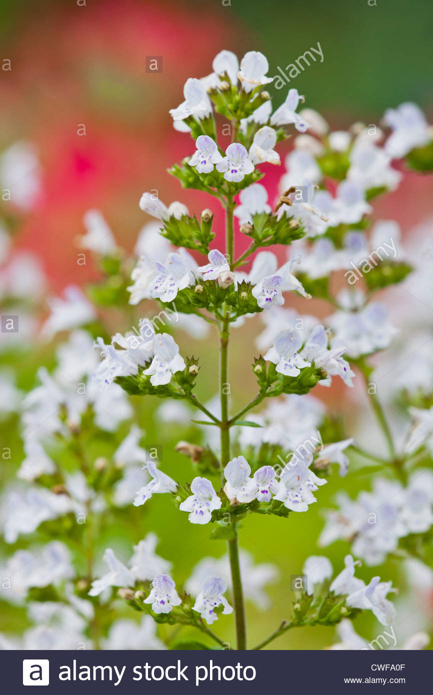 Calamintha Stock Photos & Calamintha Stock Images - Alamy