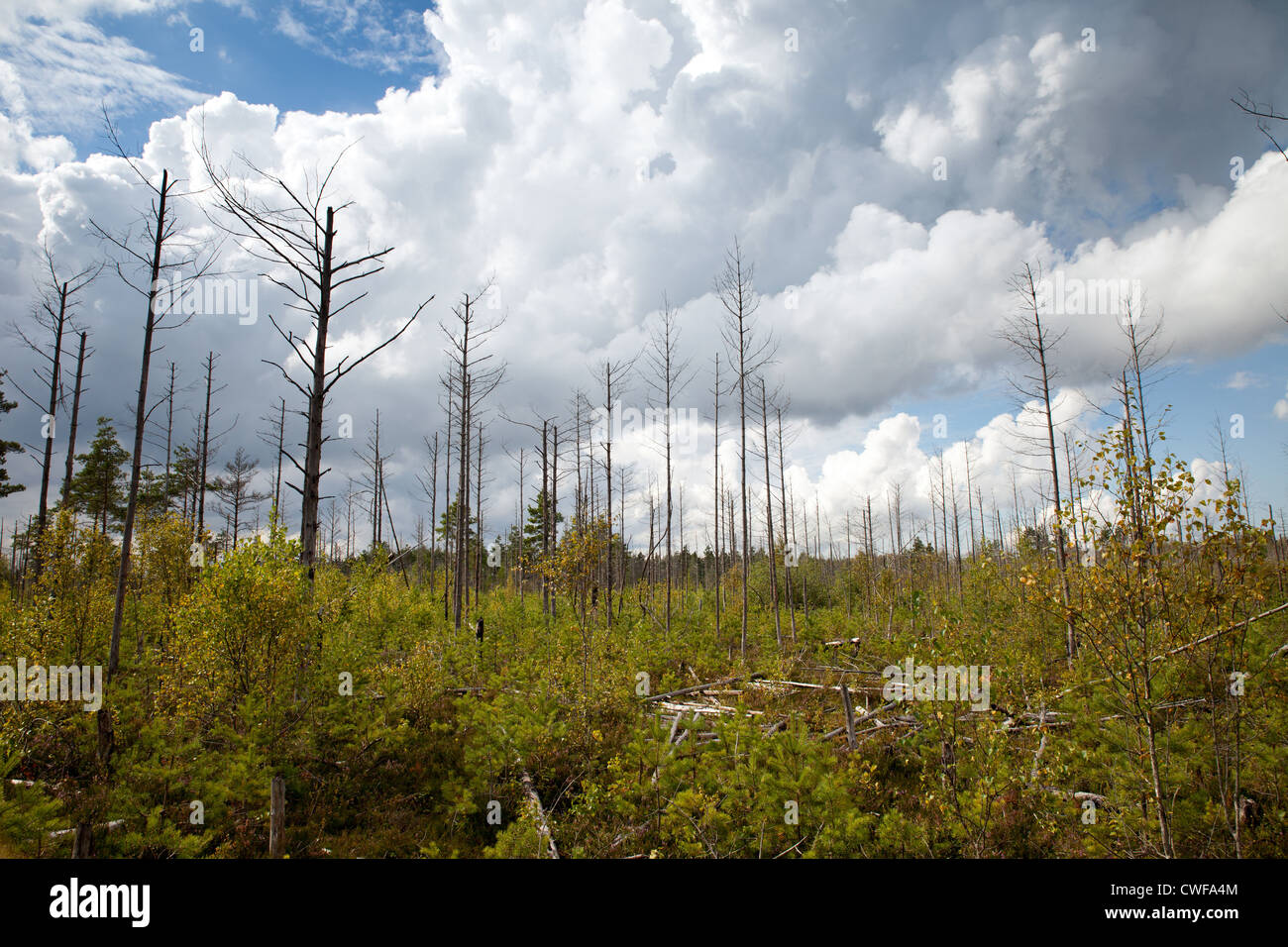 Protected landscape - fen and natural park of Nomme, Tallinn, Estonia ...