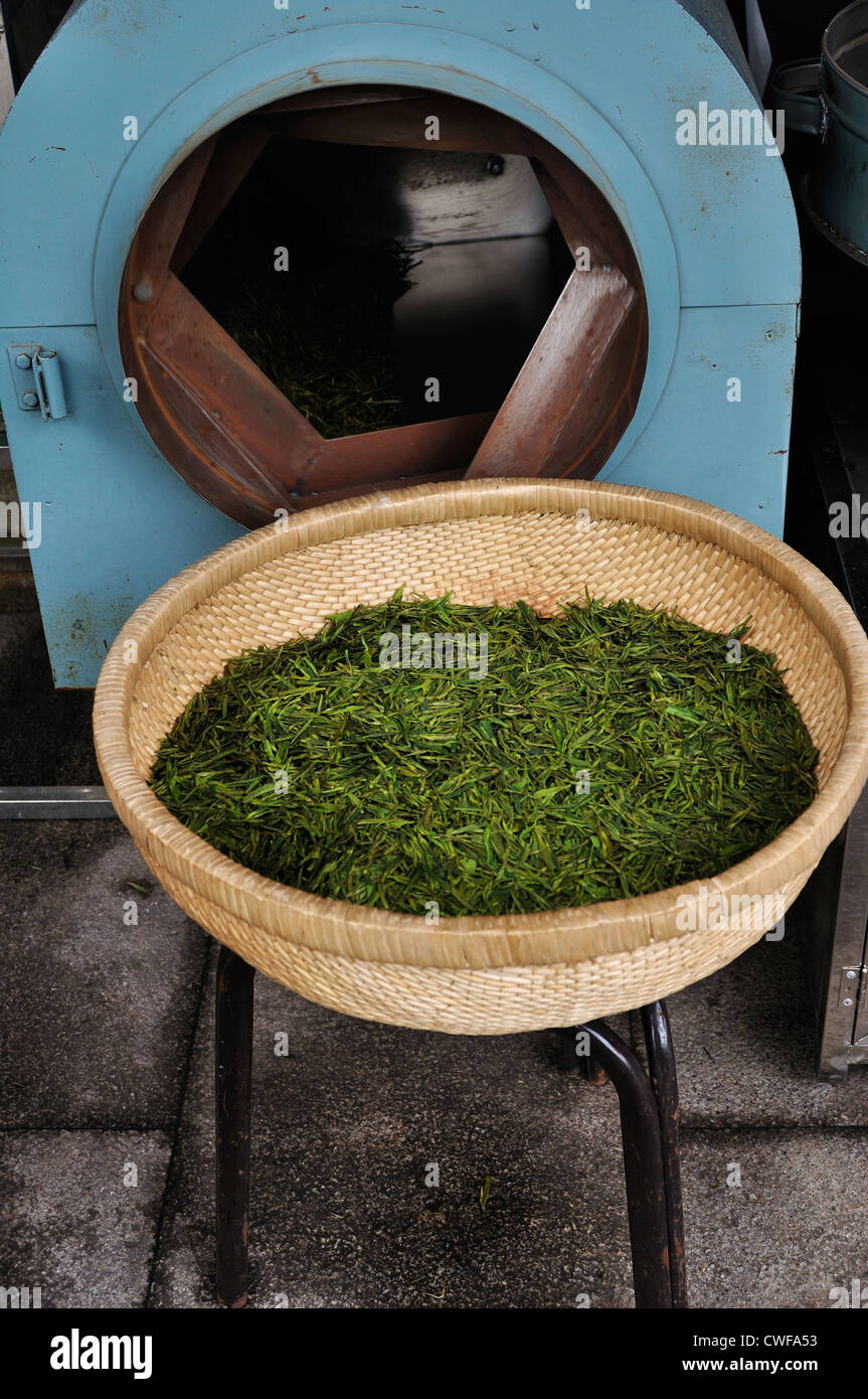 tea processing.fixation of tea at laoshan mountain,qingdao,China Stock Photo - Alamy
