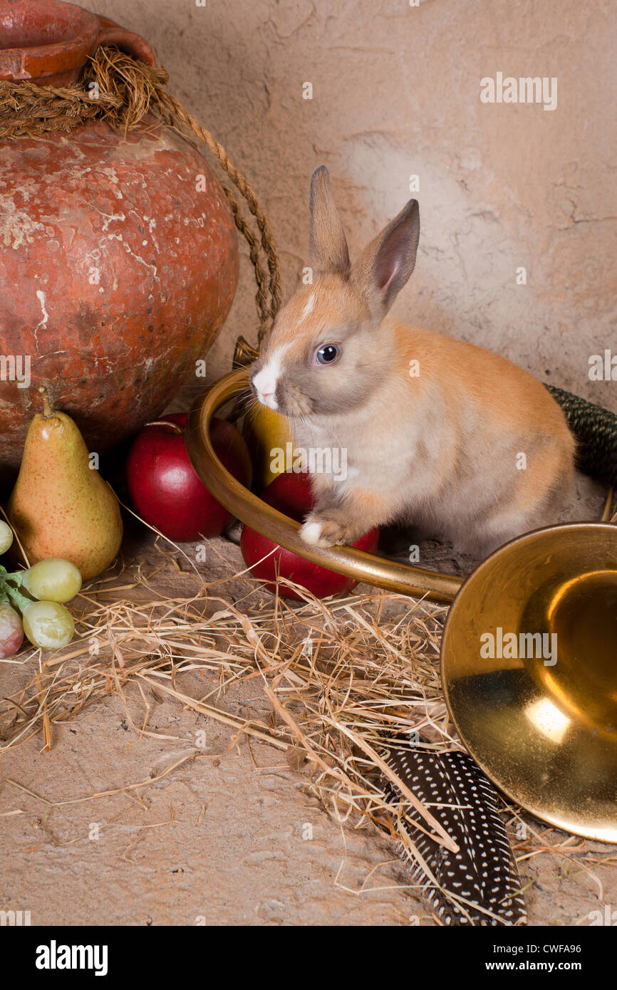 Rabbit hunting vintage hi-res stock photography and images - Alamy
