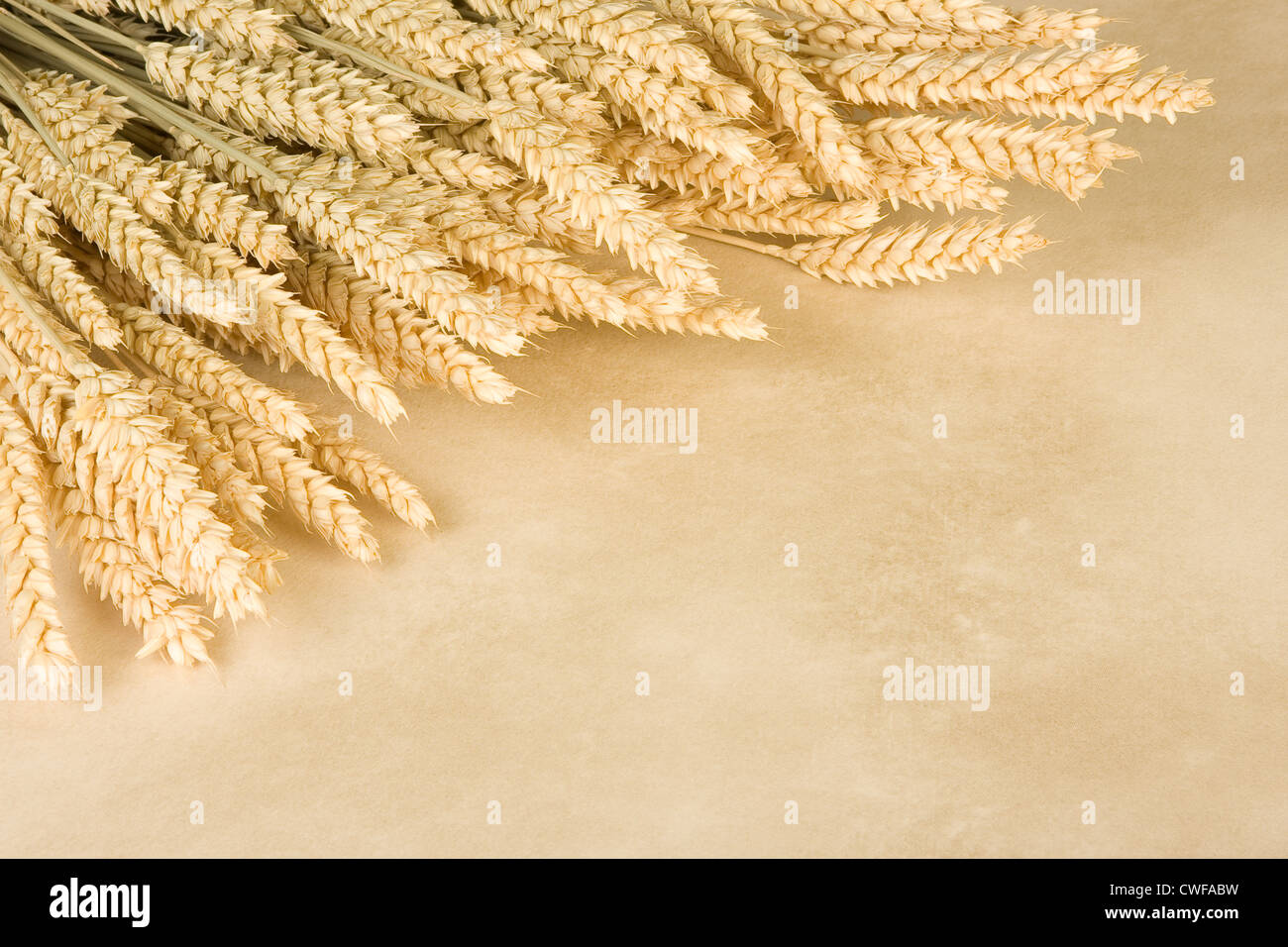 Wheat border frame autumn hi-res stock photography and images - Alamy