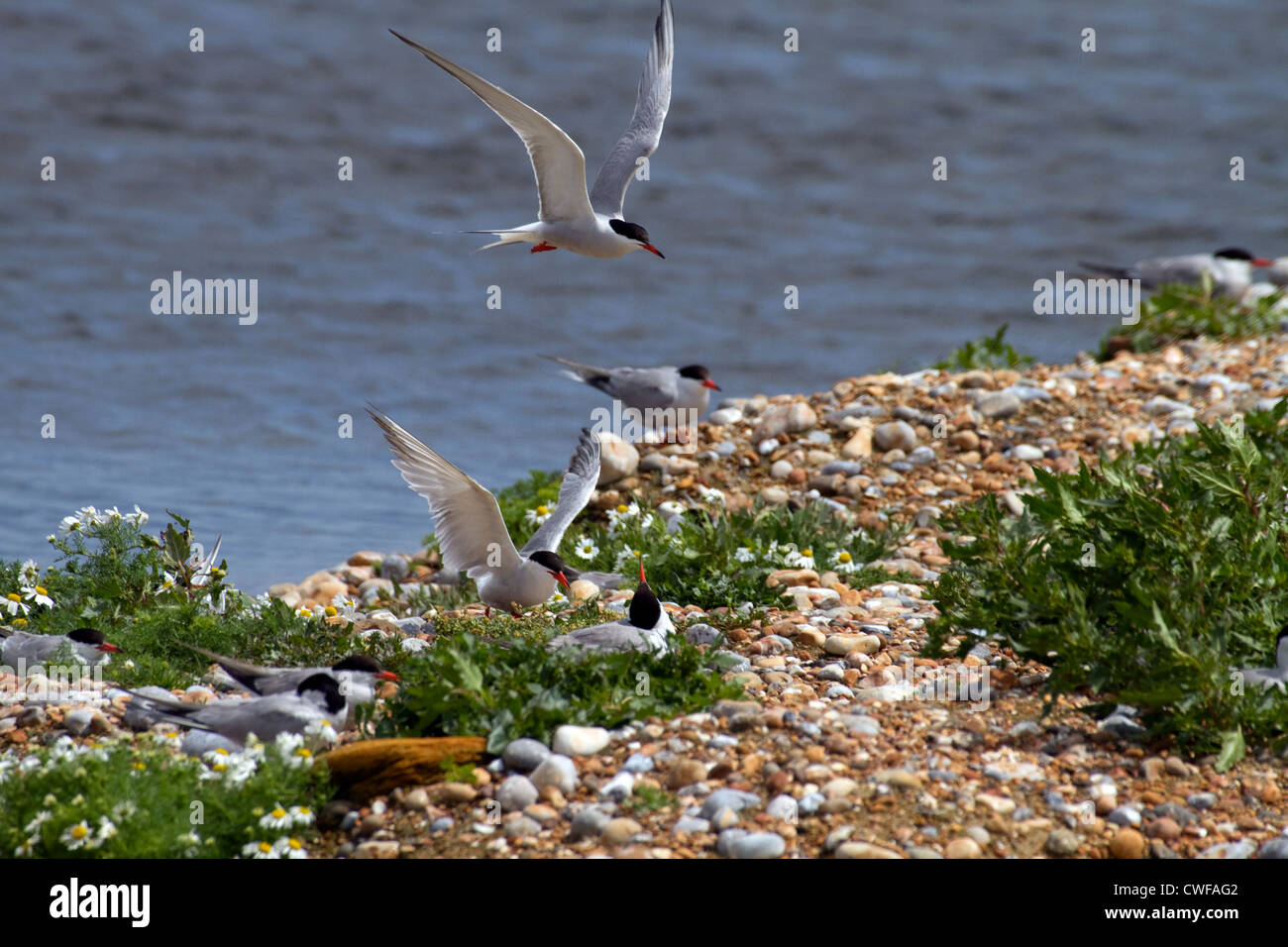 Terns common hi-res stock photography and images - Alamy