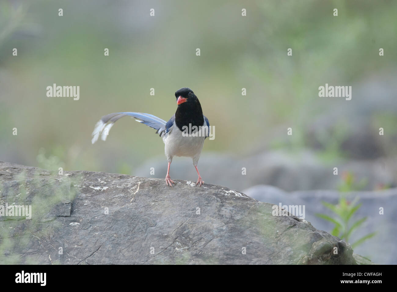 Indian magpie hi-res stock photography and images - Alamy