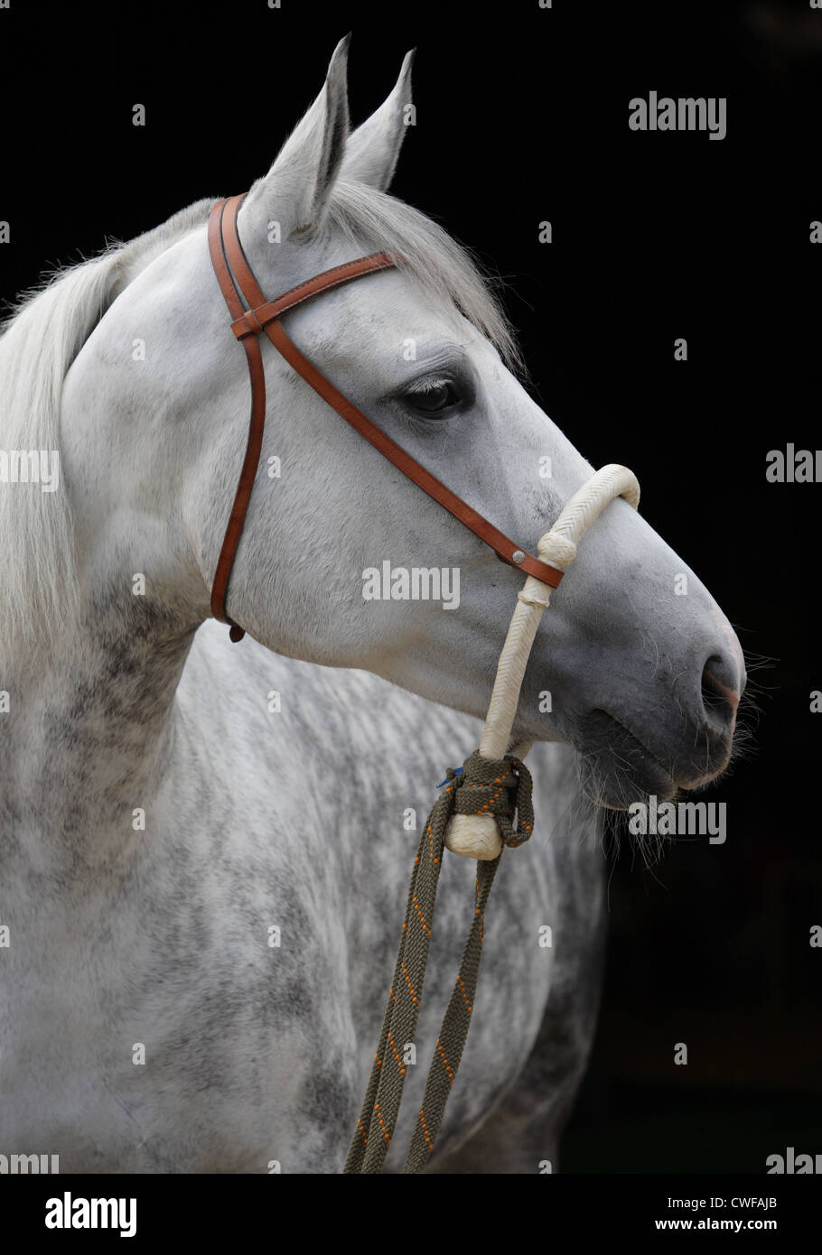 Gray stallion hi-res stock photography and images - Alamy
