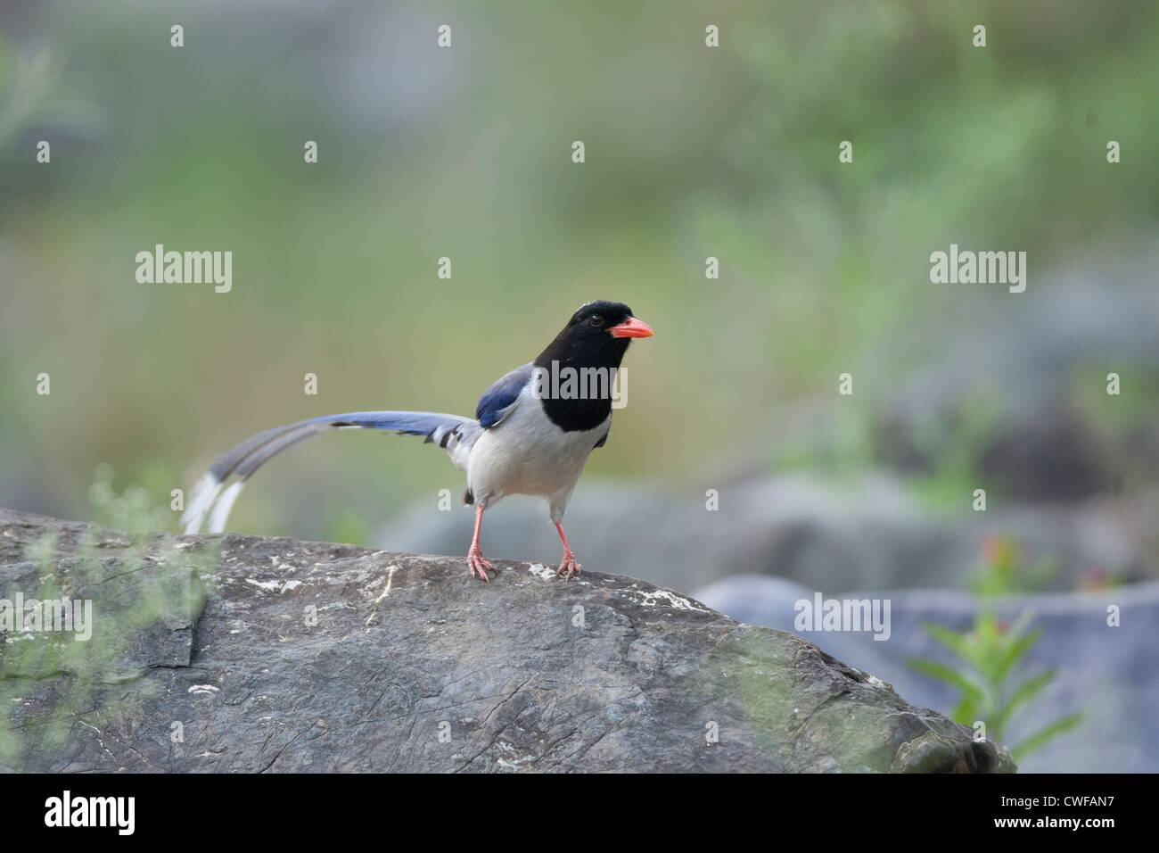 Indian magpie hi-res stock photography and images - Alamy