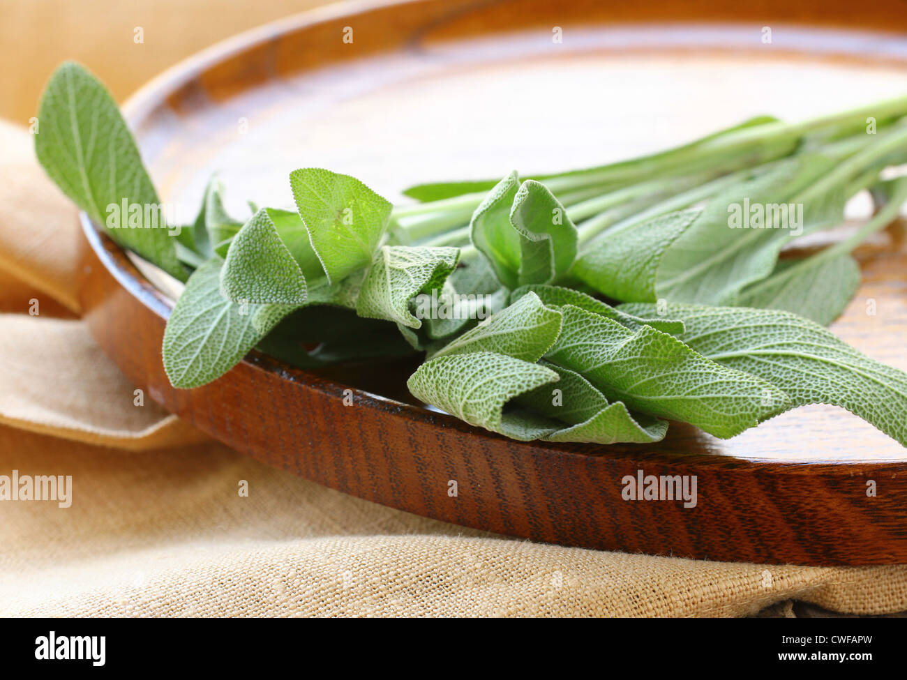 Fresh sage herb hi-res stock photography and images - Alamy