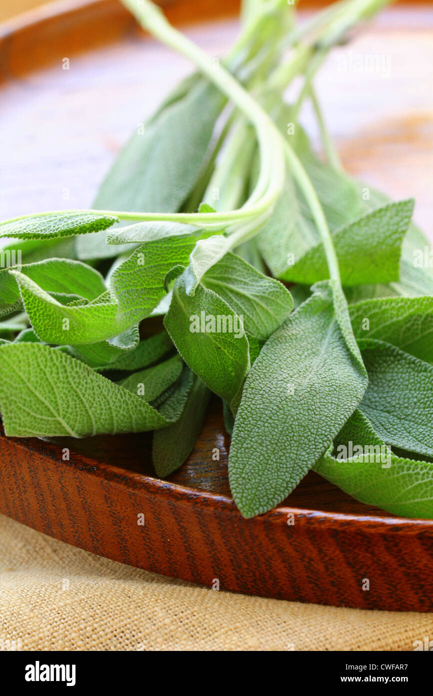 green fresh sage - herb spice Stock Photo - Alamy