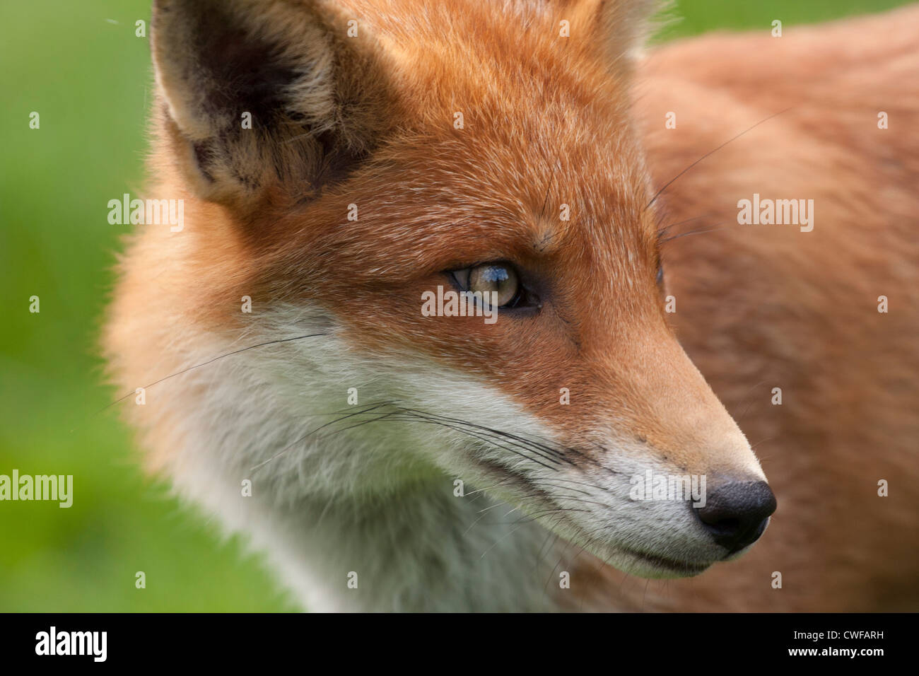 Foxes in the countryside hi-res stock photography and images - Alamy