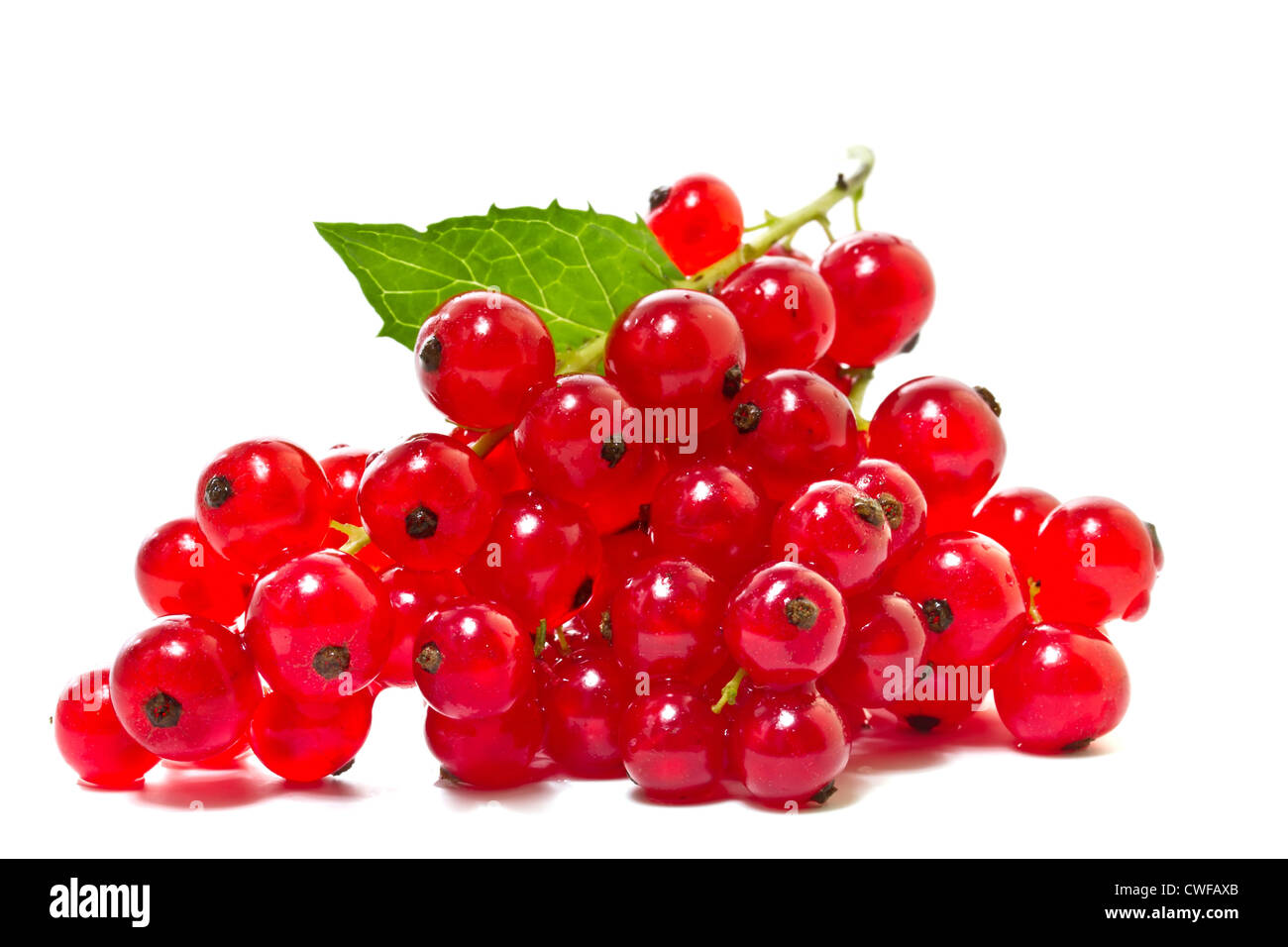 Red currants on a white background Stock Photo - Alamy