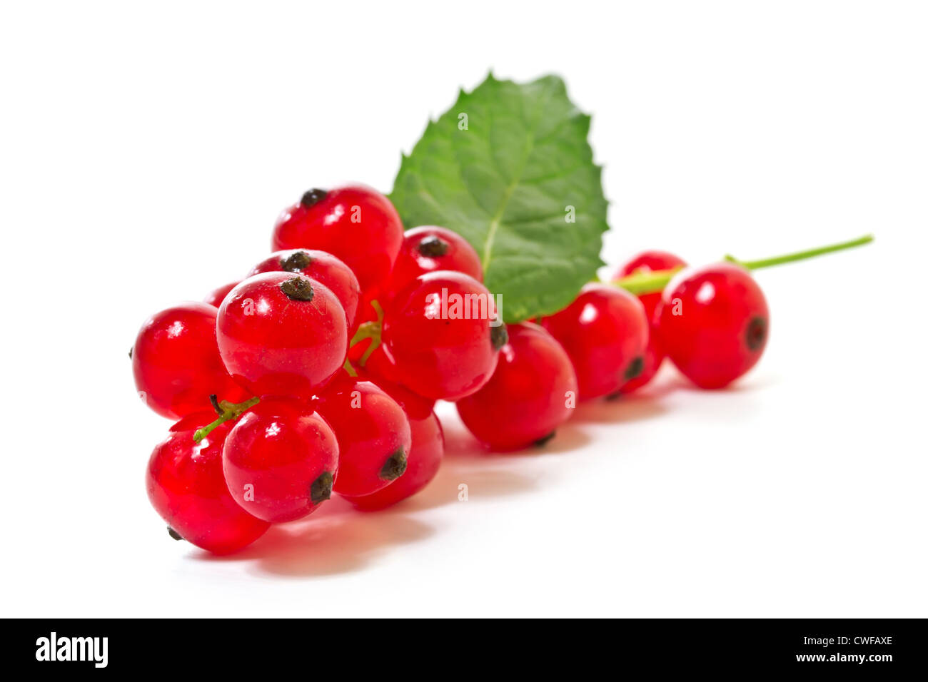 Red currants on a white background Stock Photo - Alamy