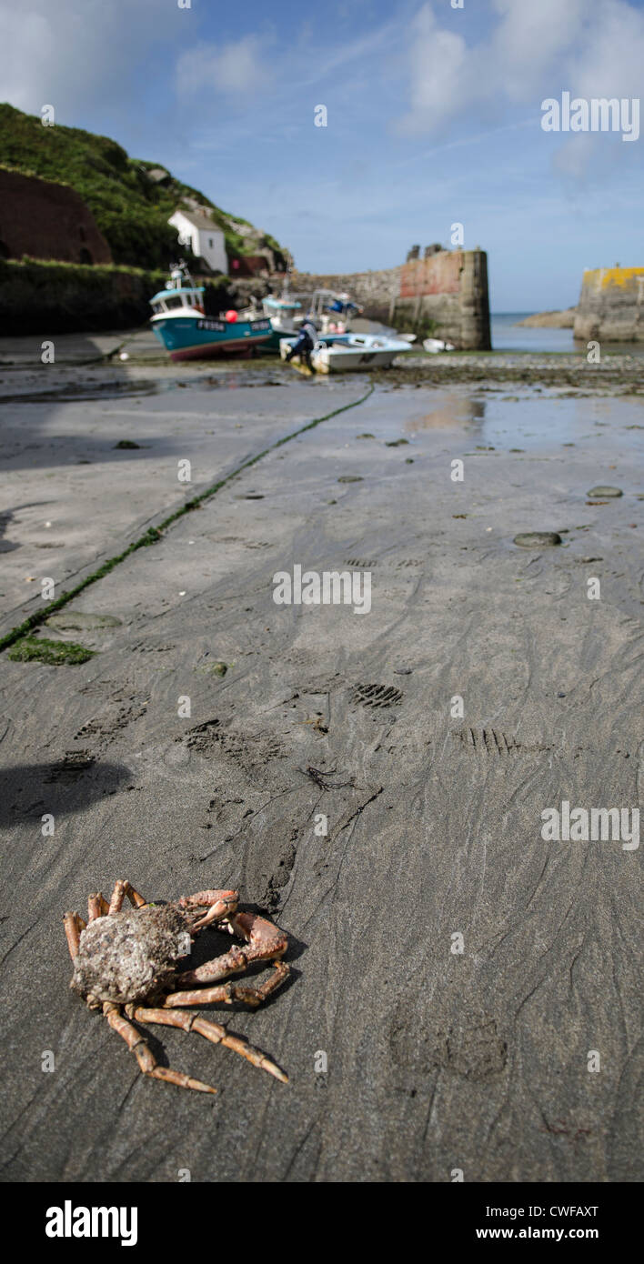 Scottish crab hi-res stock photography and images - Alamy