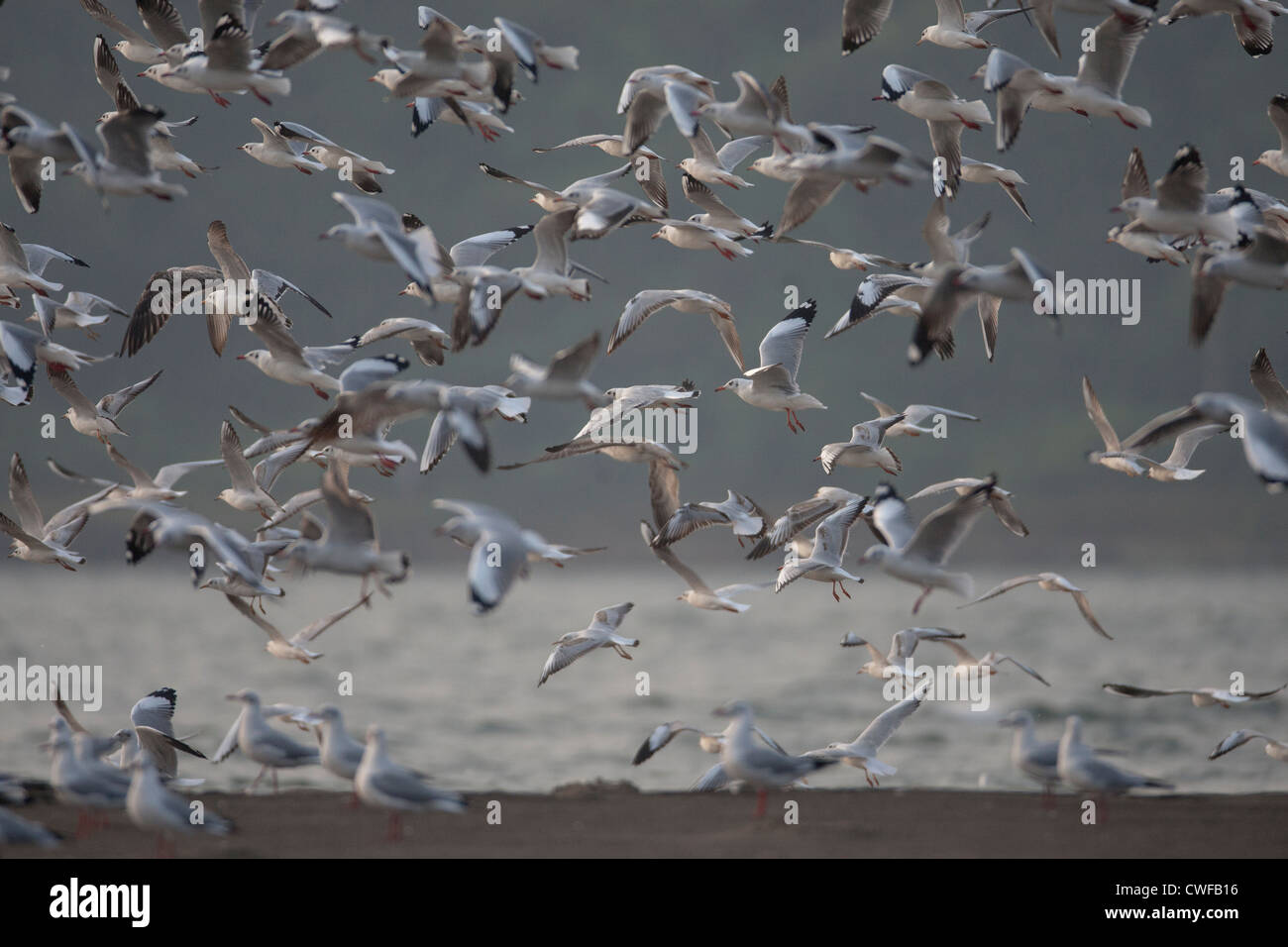 Heuglin's Gull and a mixed flock of birds ,Brown and Black headed Gull ...