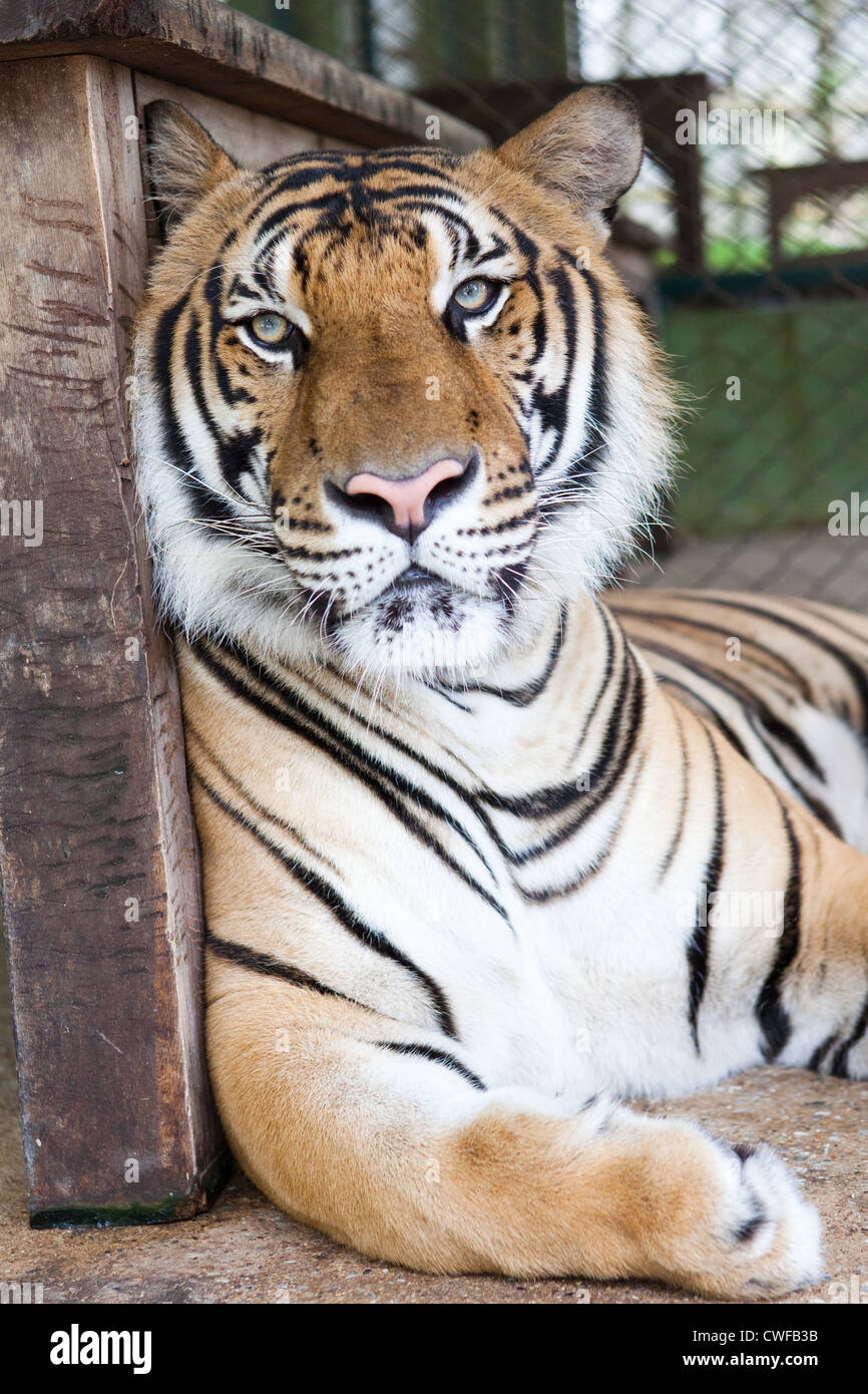 Tiger kingdom hi-res stock photography and images - Alamy