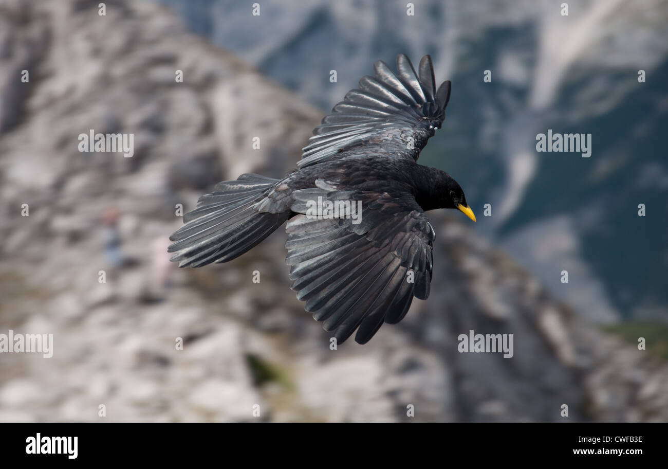 Alpine chough in flight Stock Photo - Alamy