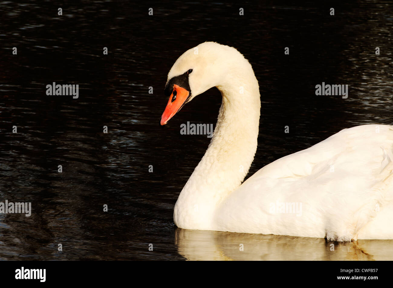 Swan full view hi-res stock photography and images - Alamy