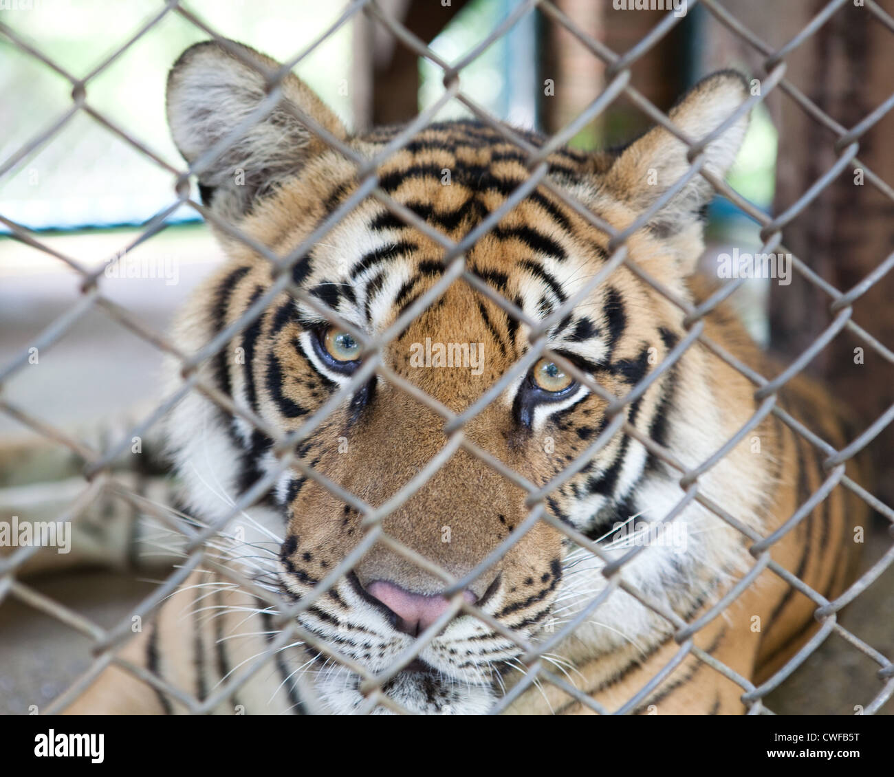 Tiger kingdom hi-res stock photography and images - Alamy