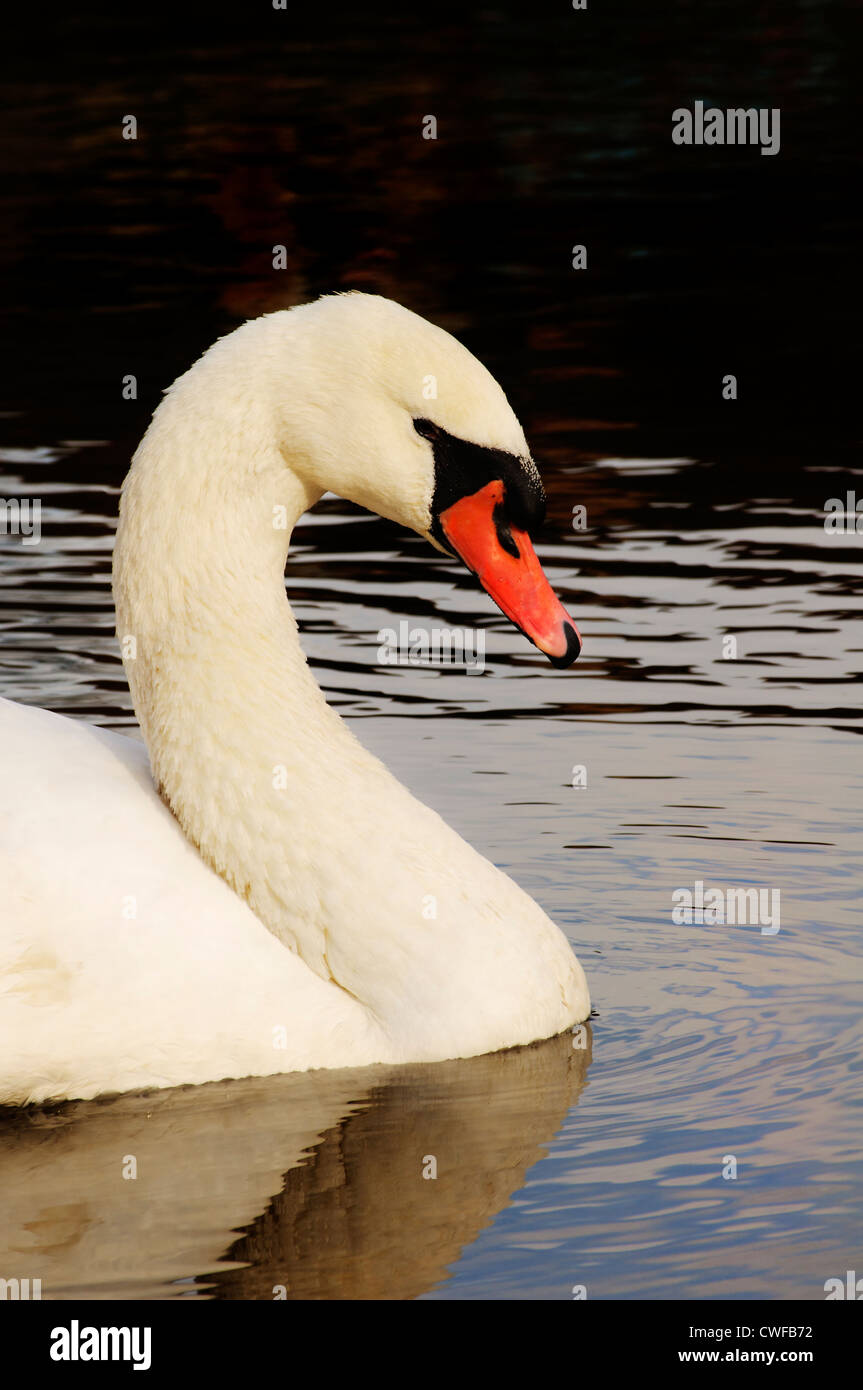 Swan full view hi-res stock photography and images - Alamy