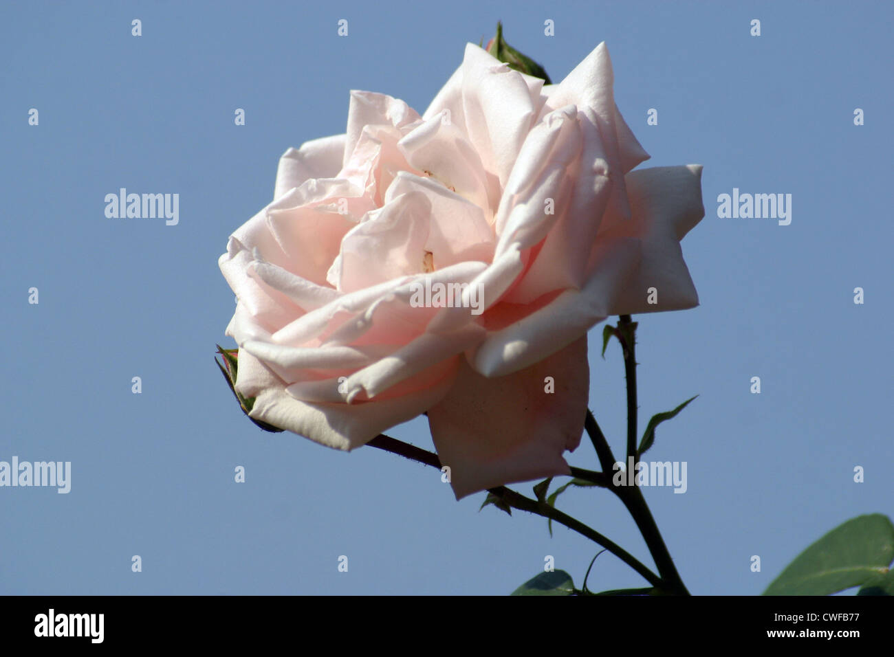 Rose bridal glamor hi-res stock photography and images - Alamy