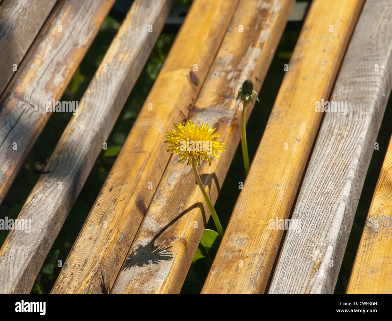 Detail of park bench with dandelion protruding between the wooden ...