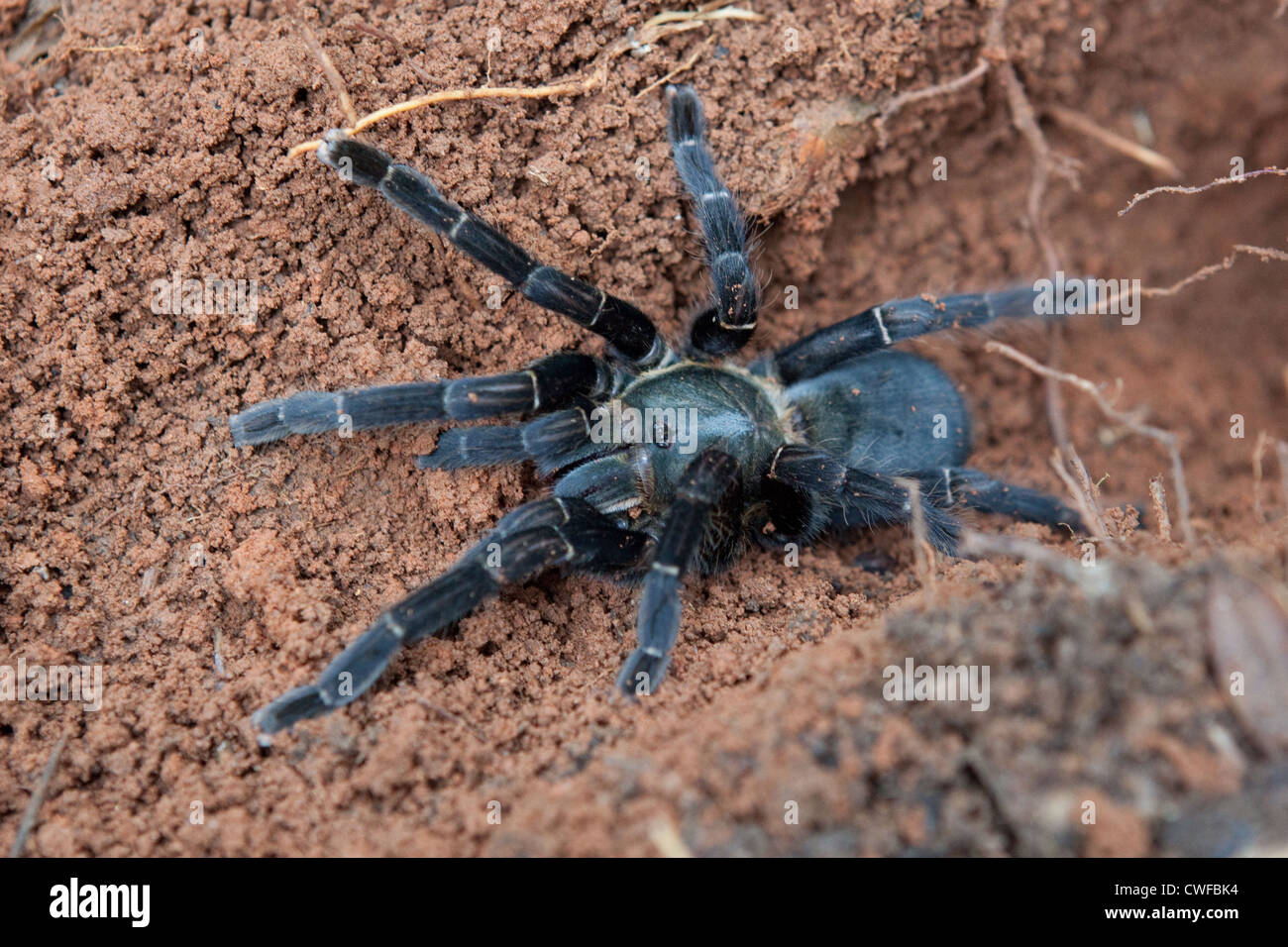 Huge spider tarantula hi-res stock photography and images - Alamy