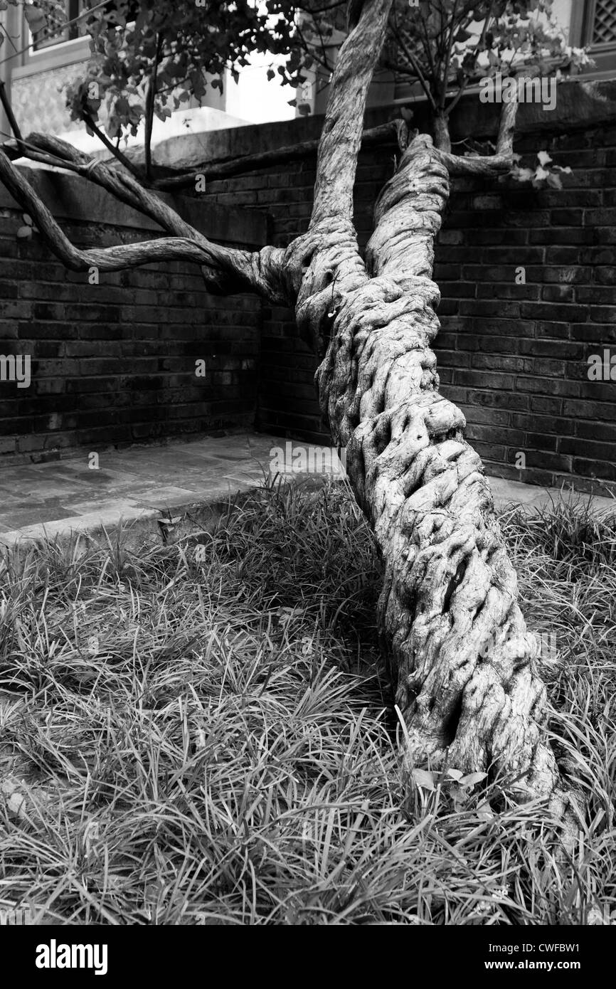 Tree twisted temple texture hi-res stock photography and images - Alamy