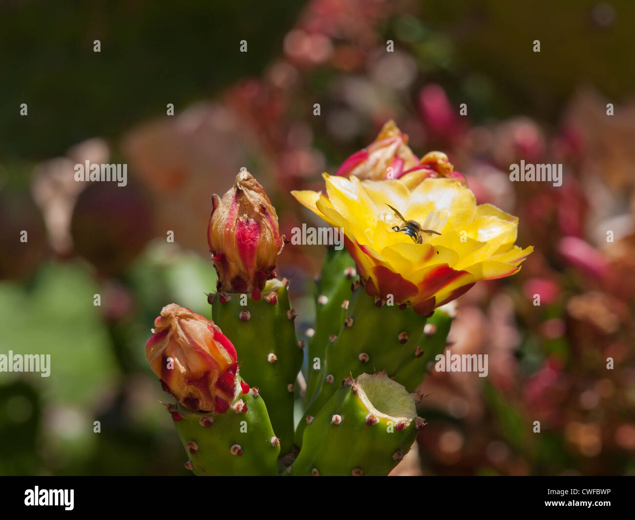 Prickly pear closeup with insect Stock Photo - Alamy