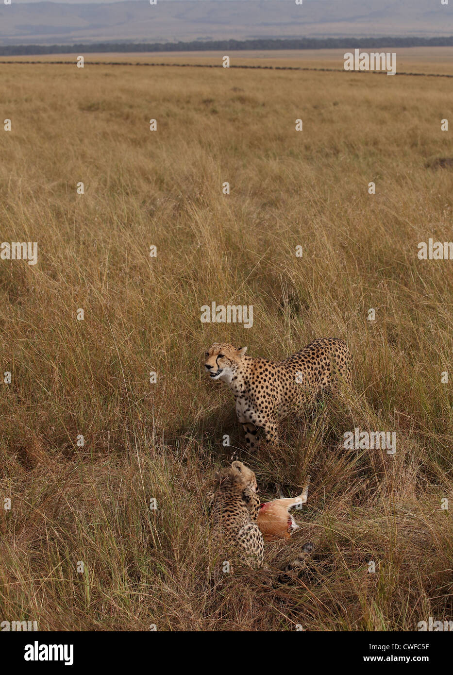 Gazelle migration hi-res stock photography and images - Alamy