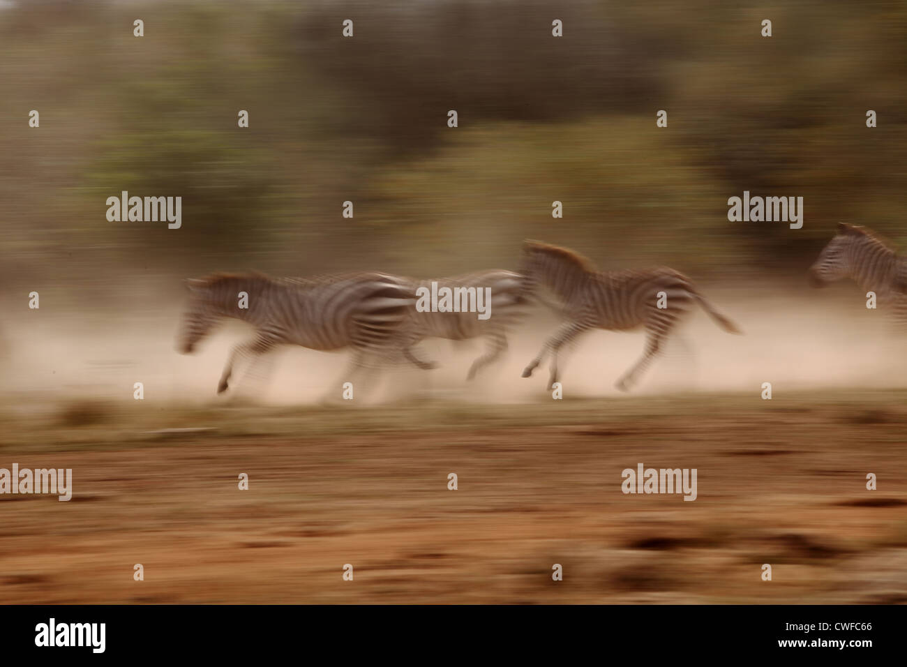 Wildebeest (plural wildebeest or wildebeests, gnu) migration in Masai ...