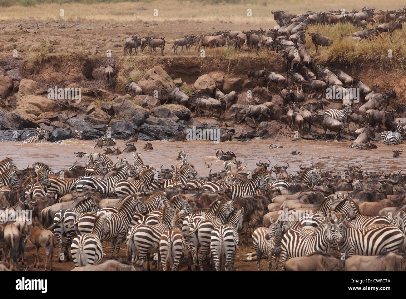 Wildebeest (plural wildebeest or wildebeests, gnu) migration in Masai ...