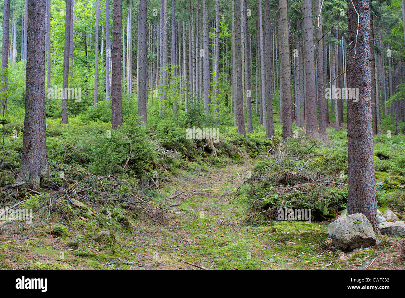 Northern European forest in summer spruce trees Kotlina Klodzka Poland ...