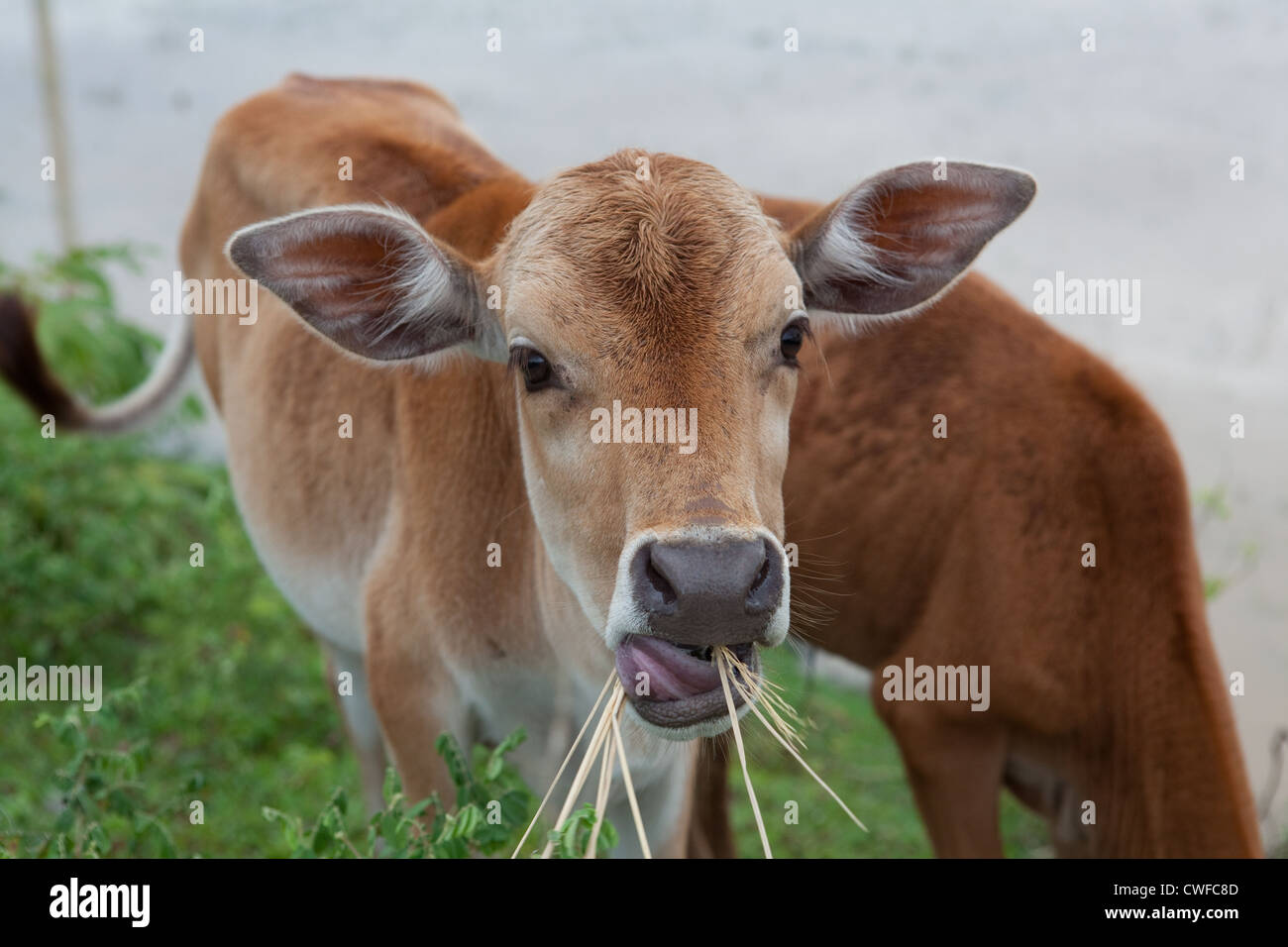 Laos wanderlust hi-res stock photography and images - Alamy