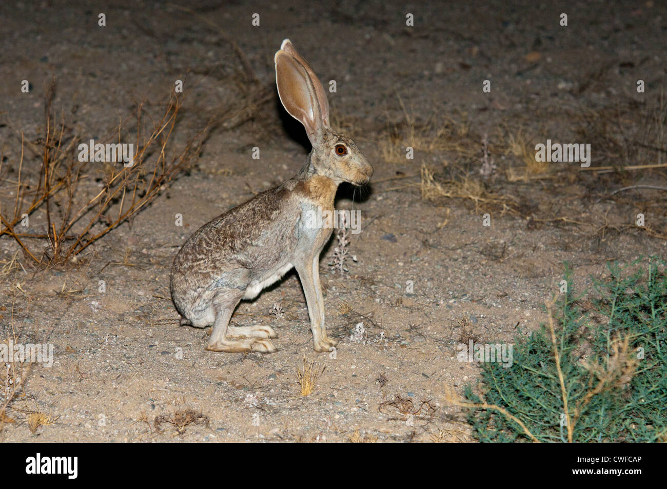 Antelope Jackrabbit Lepus alleni Tucson, Pimal County, Arizona, United ...