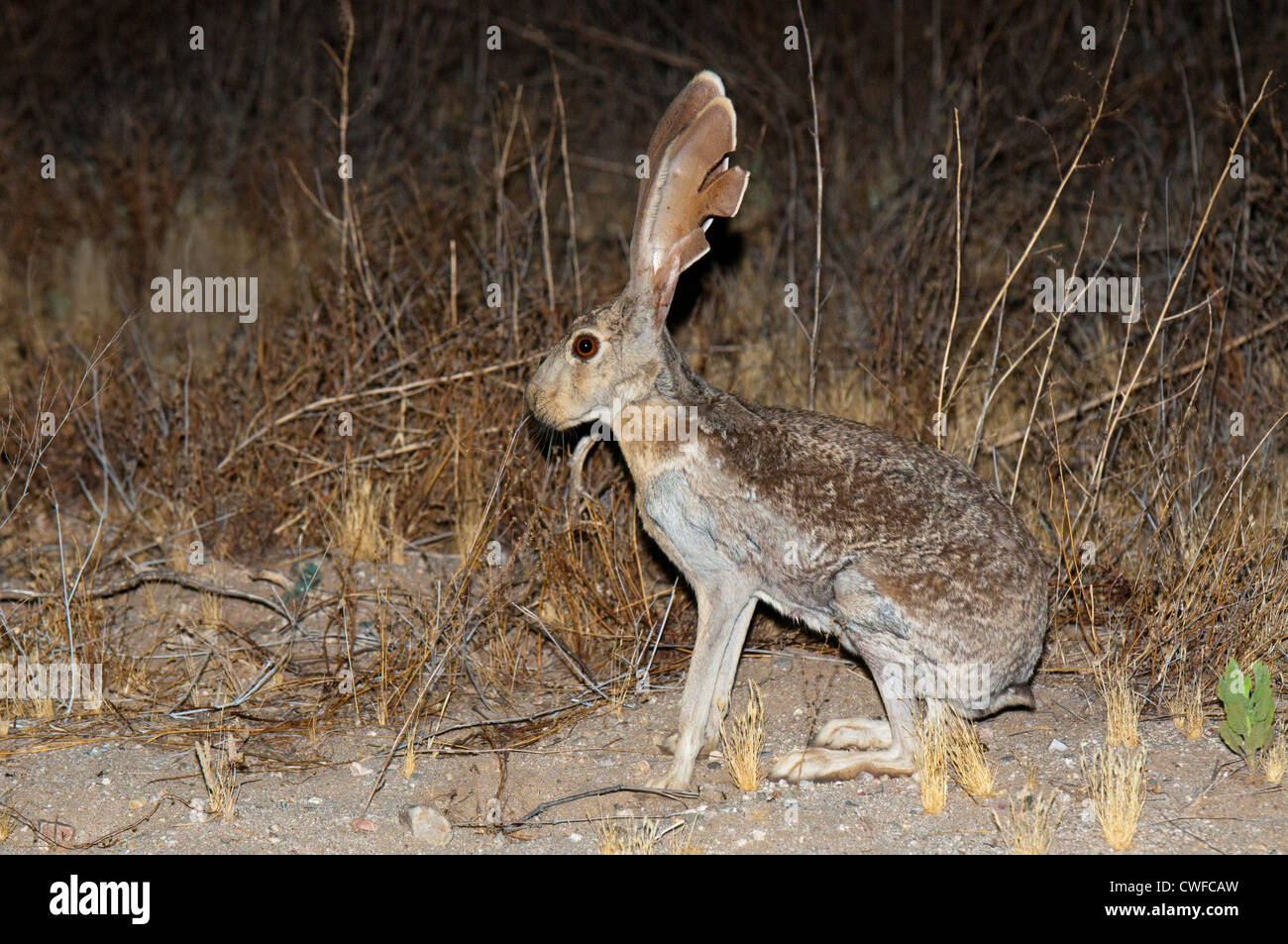 Antelope Jackrabbit Lepus alleni Tucson, Pimal County, Arizona, United ...