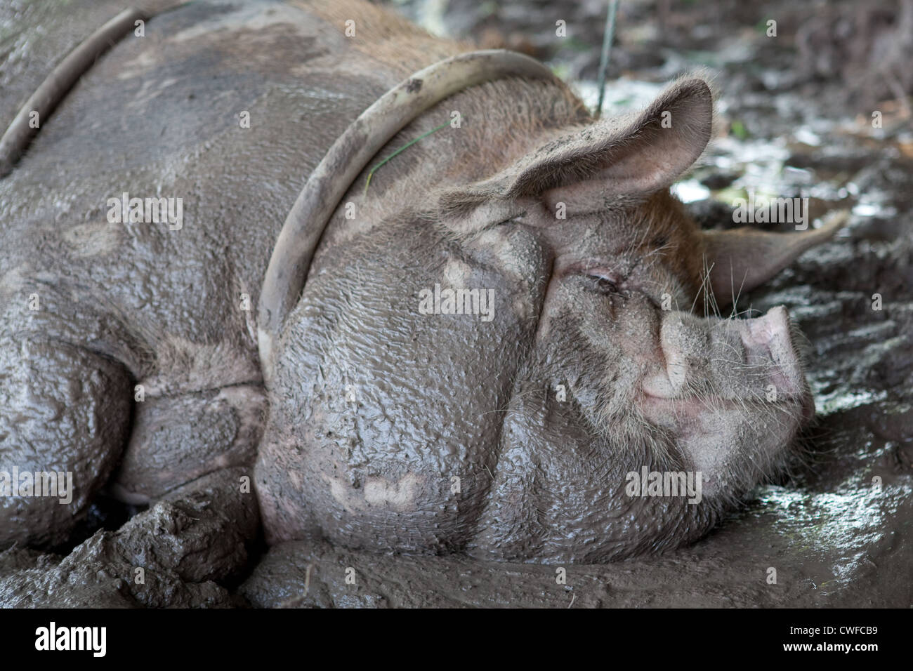Laos 4000 islands hi-res stock photography and images - Alamy
