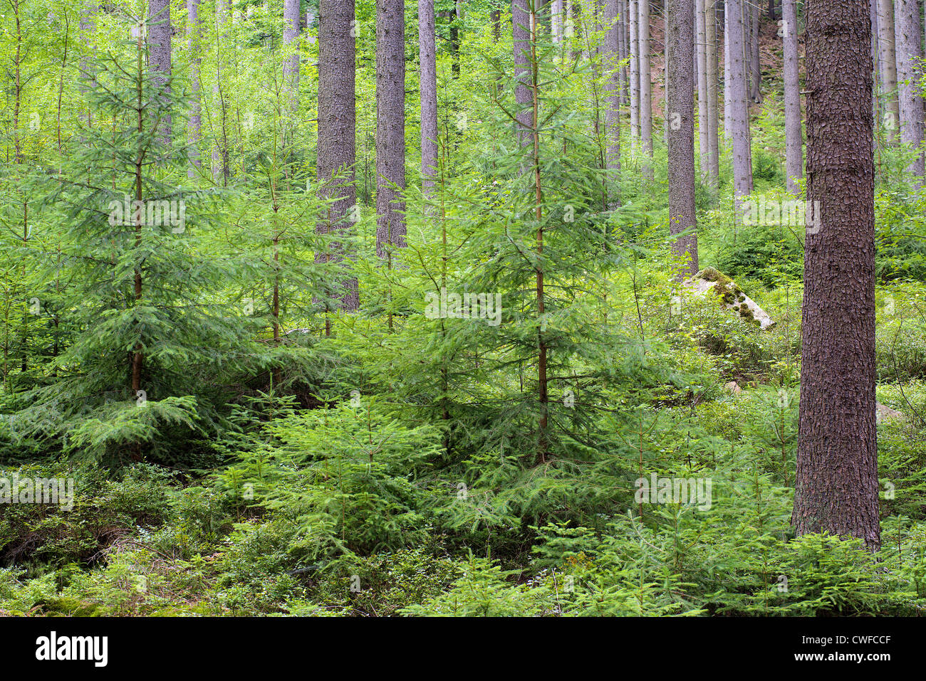 Northern European forest in summer spruce trees Kotlina Klodzka Poland ...
