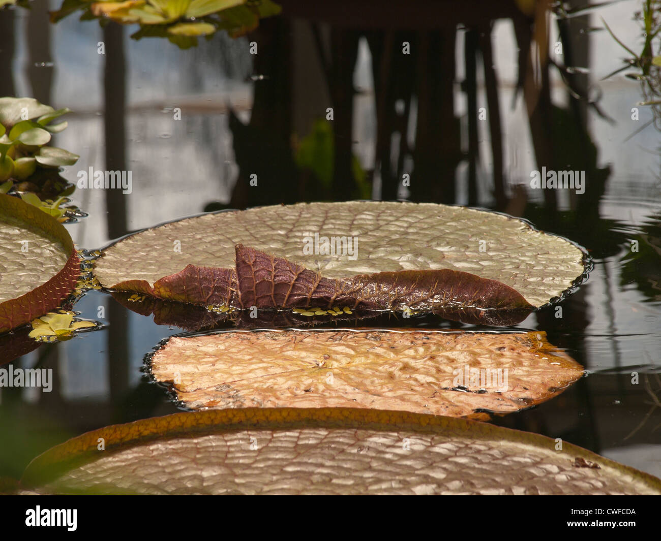 Cruziana hi-res stock photography and images - Alamy