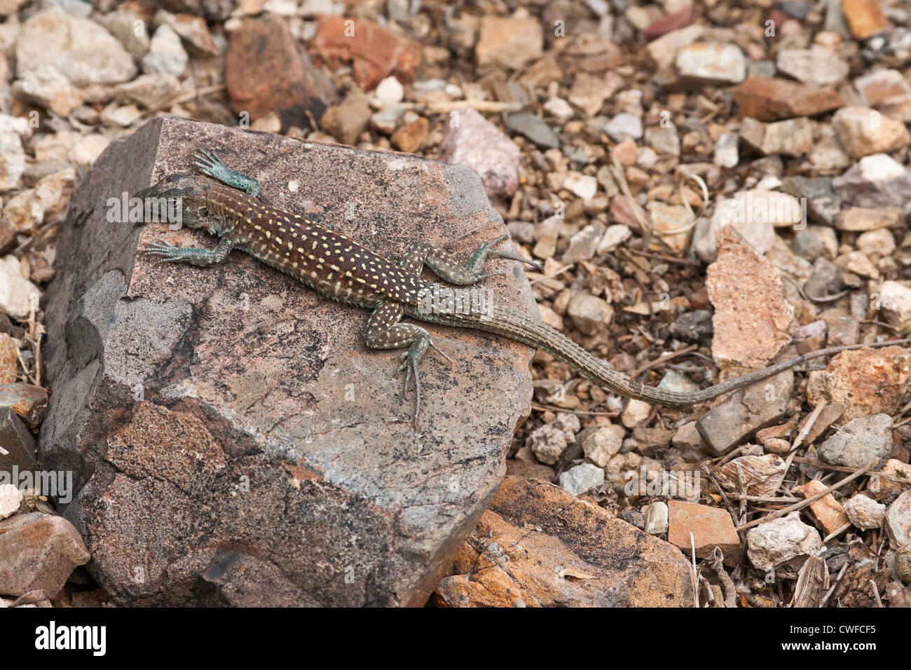 Sonoran Spotted Whiptail Aspidoscelis sonorae Arizona-Sonora Desert ...