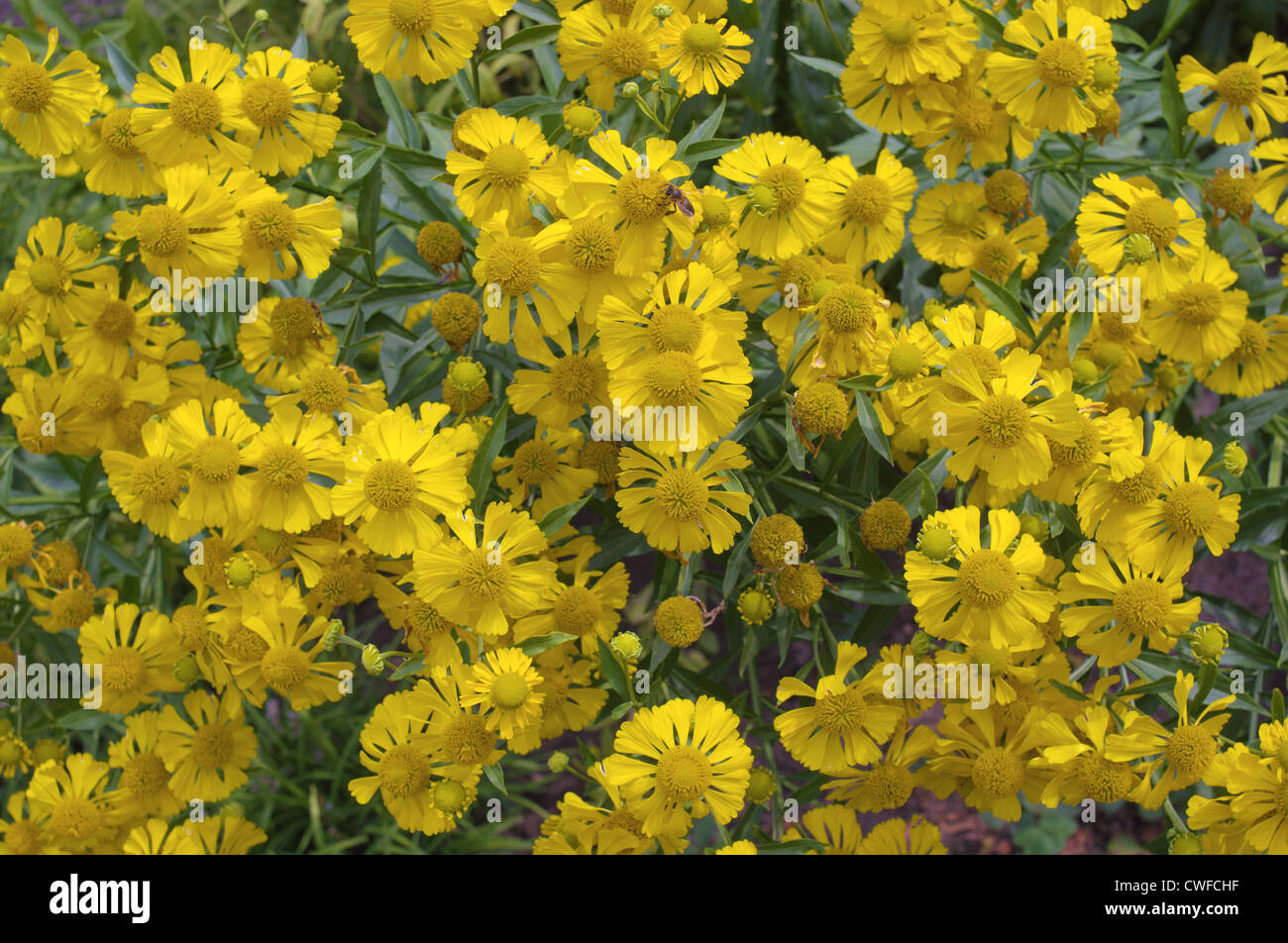 Yellow Helenium flowers in full bloom Stock Photo - Alamy