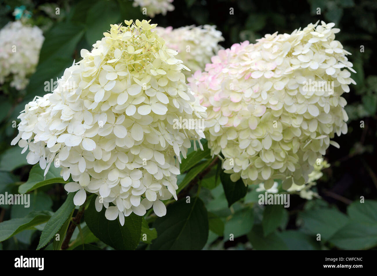 White hydrangea flowers blossom close up Stock Photo - Alamy