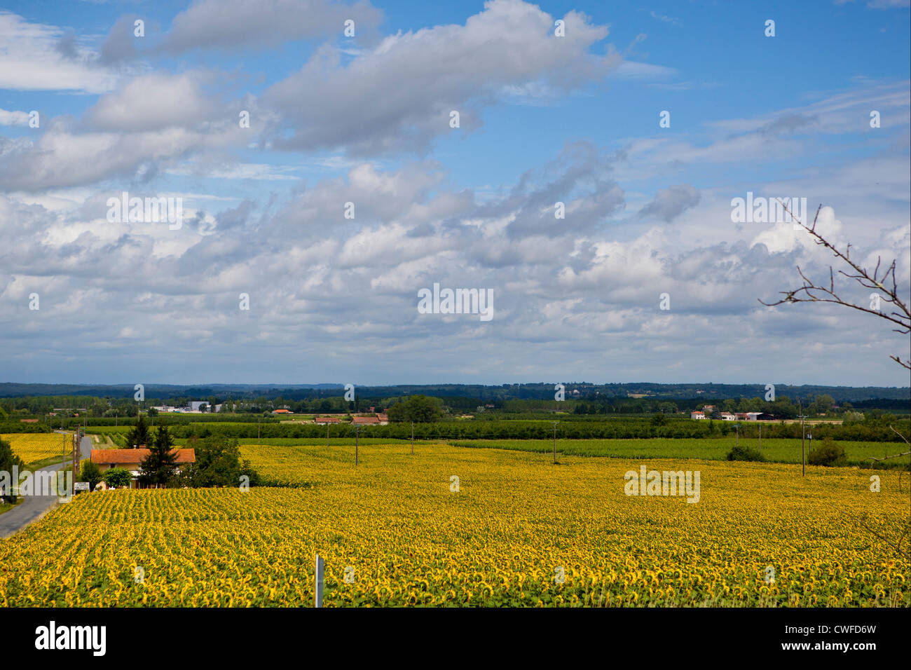 Sunflower fields in Bordeaux region, Southern France Stock Photo - Alamy