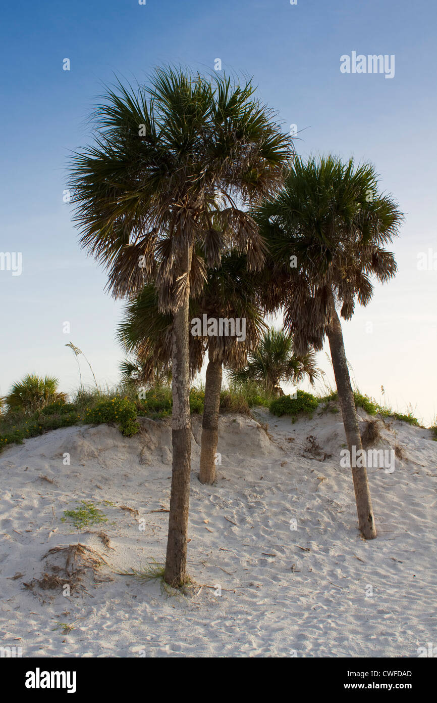 Quiet sandy beach with palm trees hi-res stock photography and images ...