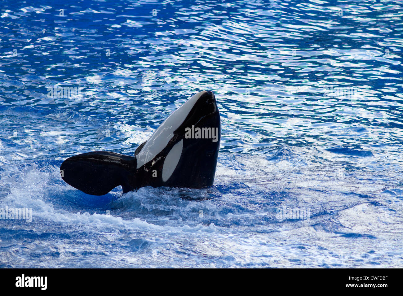 orca killer whale in the water Stock Photo - Alamy