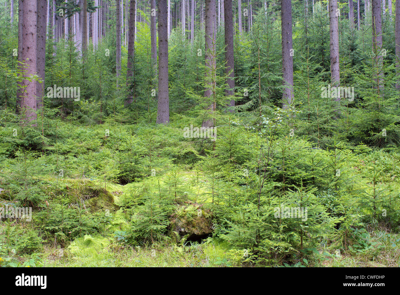 Northern European forest in summer spruce trees Kotlina Klodzka Poland ...