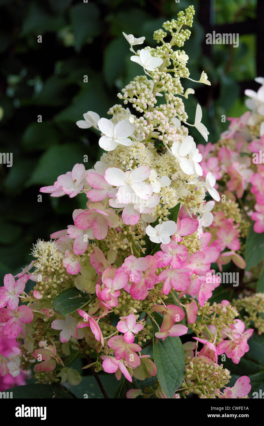 Pink hydrangea blossom close up Stock Photo - Alamy