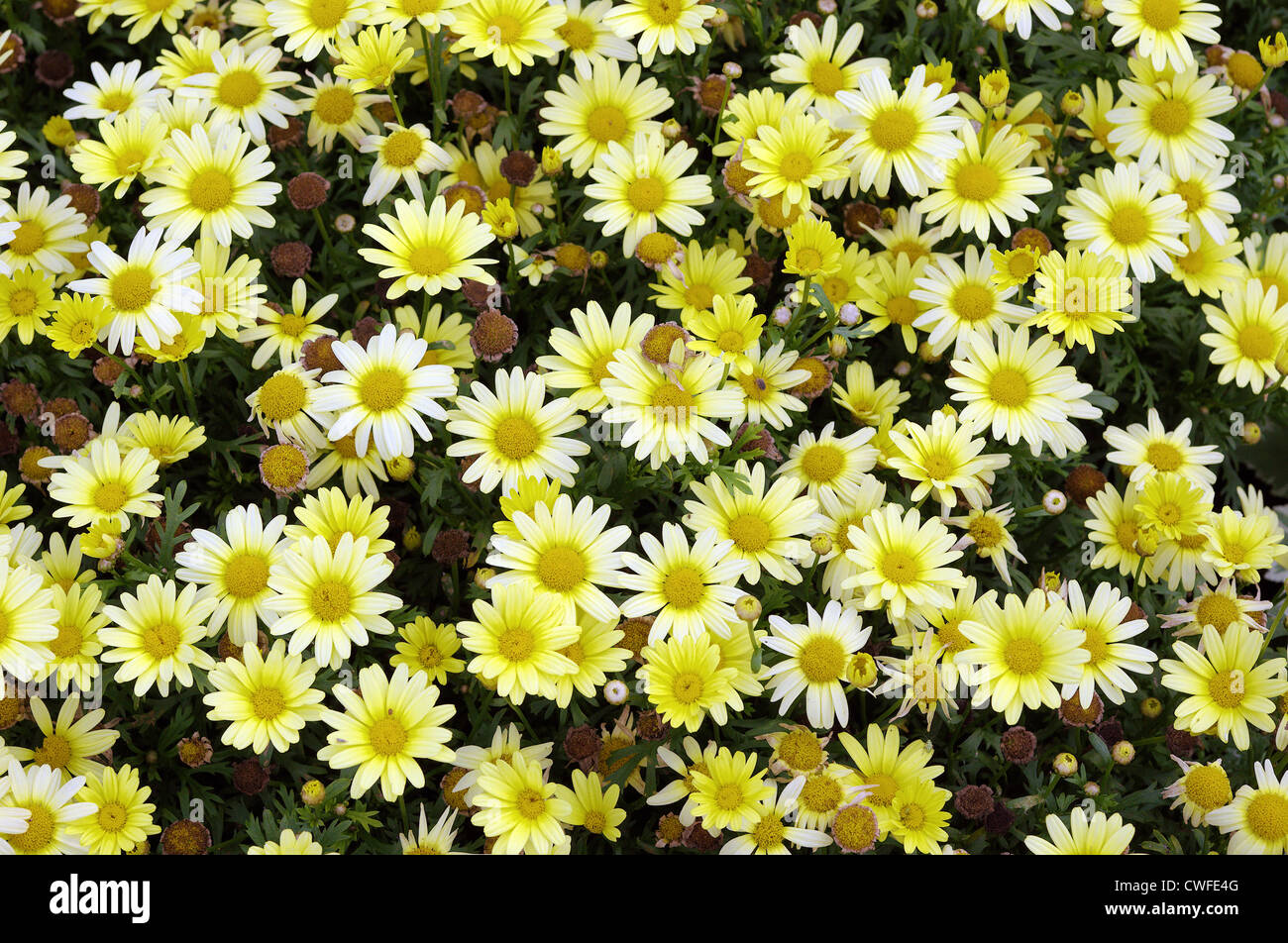 Argyranthemum hi-res stock photography and images - Alamy