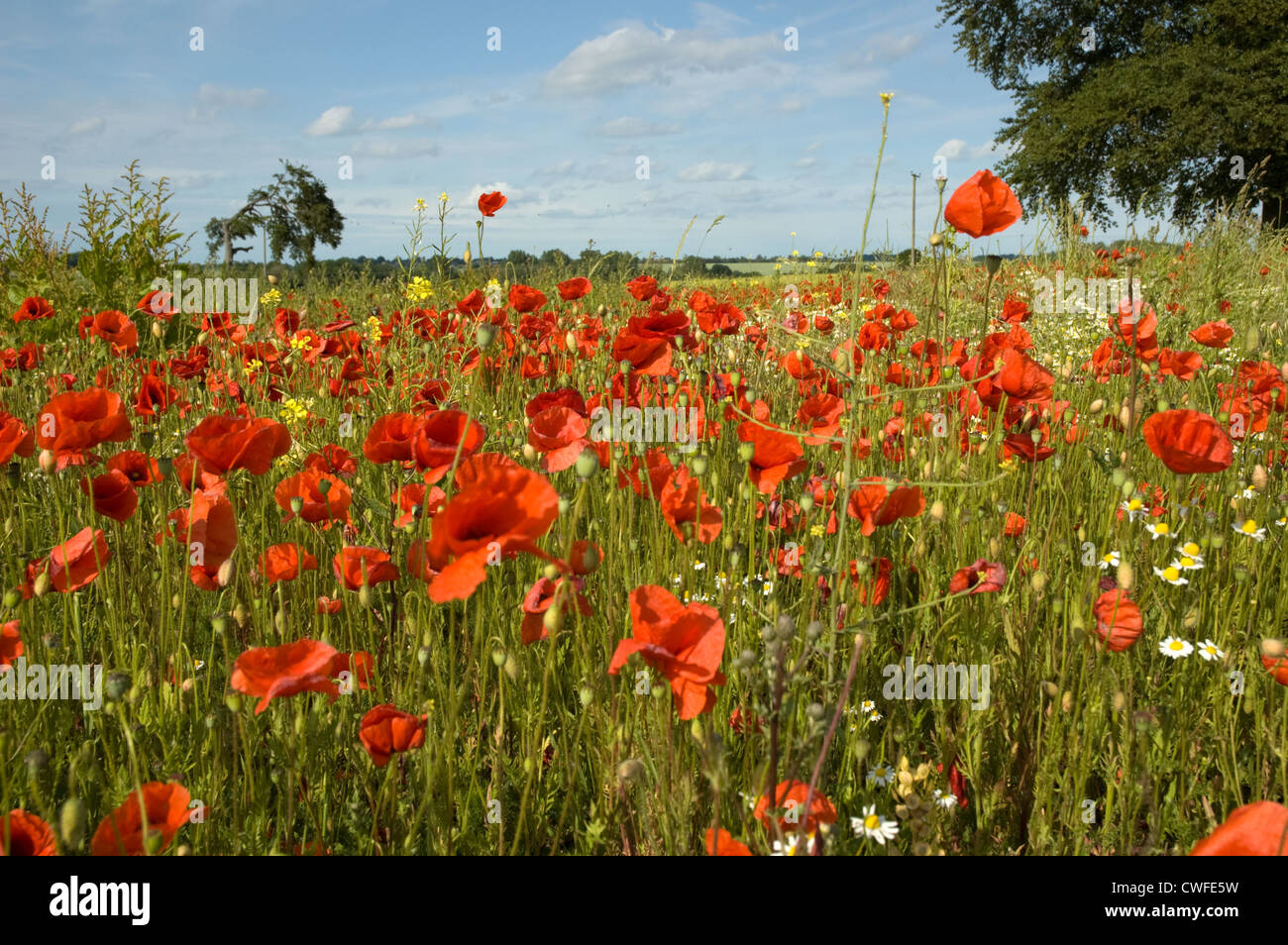 John poppy hi-res stock photography and images - Alamy