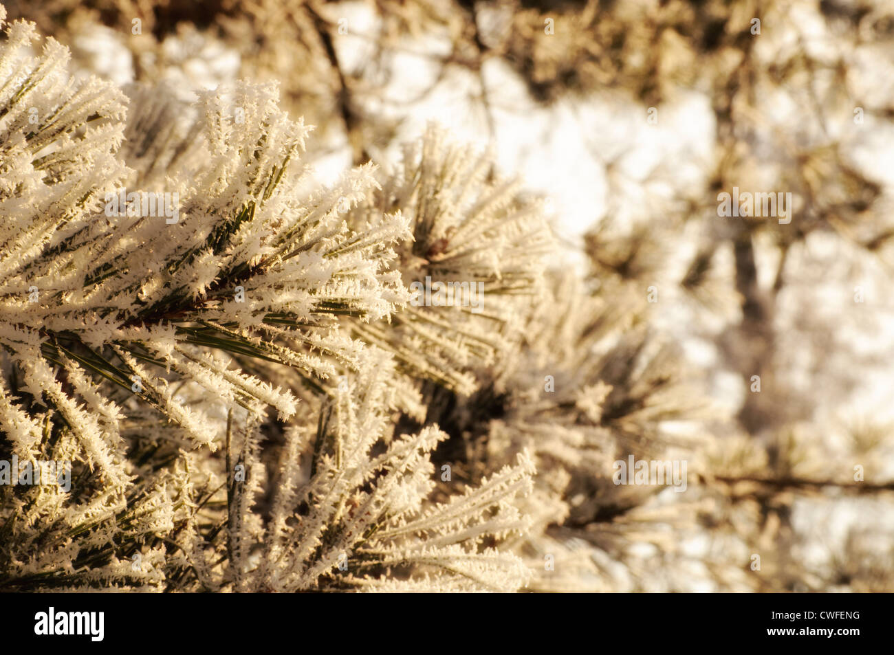 Beautiful snow winter background hi-res stock photography and images ...