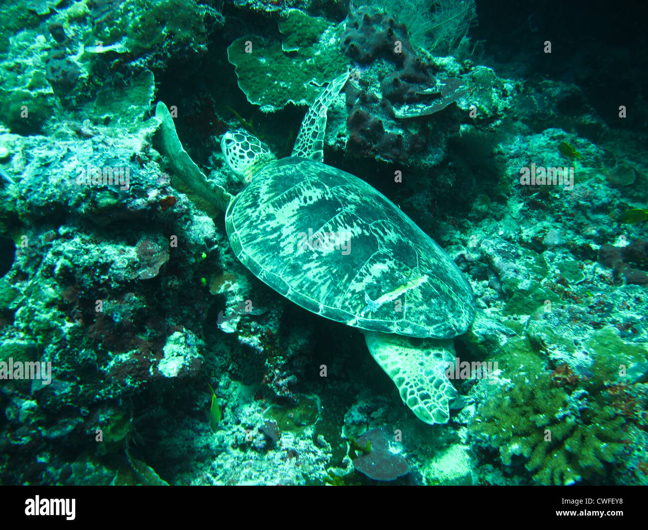 Turtle underwater hi-res stock photography and images - Alamy