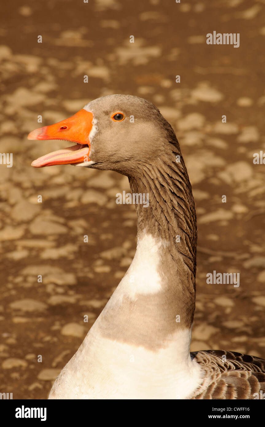 Goose beak open hi-res stock photography and images - Alamy