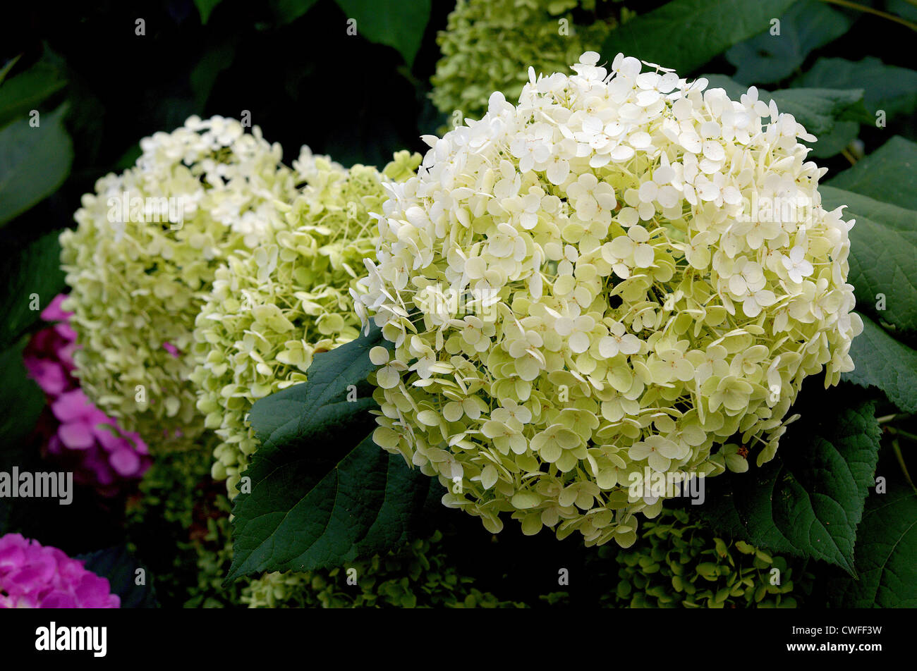 Green hydrangea flowers blossom close up Stock Photo - Alamy